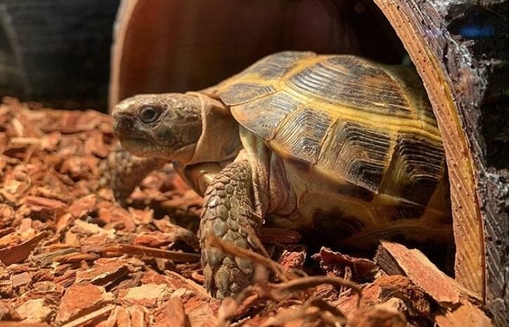 200+ Names for Pet Tortoises (Cool, Funny, & Famous Names) - PetPress