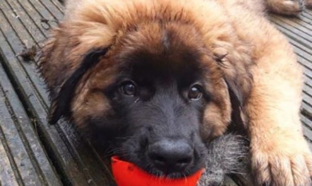 15 Impressive Facts About the Leonberger - PetPress
