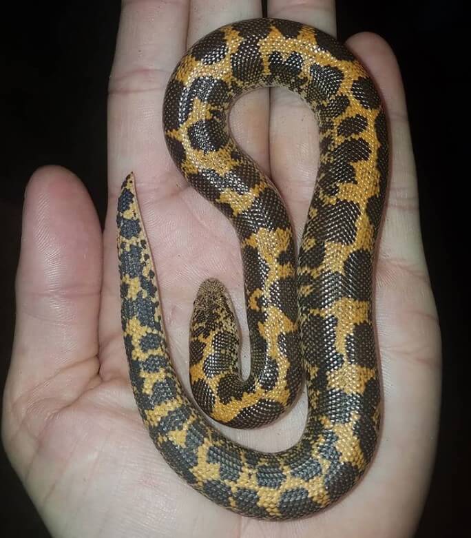 Pet Snake Names - 500+ Inspiring Ideas For Naming Your Pet Snake - PetPress