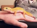 Lizard Names - Over 500 Inspiring Ideas For Naming Your Pet Lizard