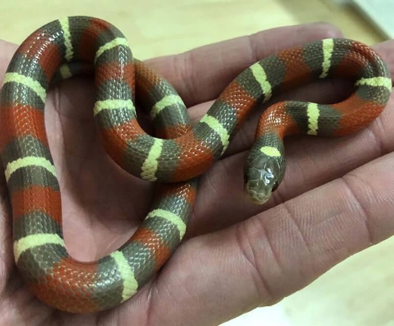 Pet Snake Names - 500+ Inspiring Ideas For Naming Your Pet Snake - PetPress