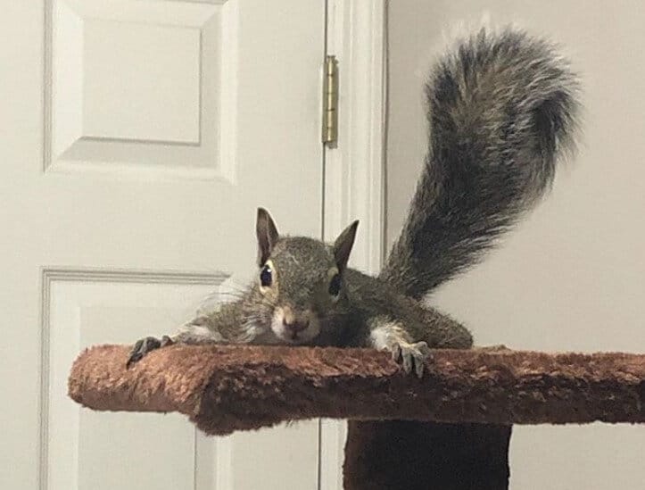 300+ Squirrel Names (Cute, Funny, & Famous Disney Nicknames)