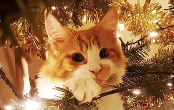 14 Pictures Proving That Maine Coons are Ready For Christmas - PetPress