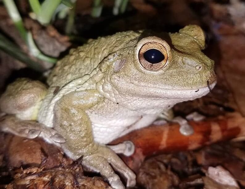 Frog Names - Over 500 Best Ideas For Naming Your Pet Frog