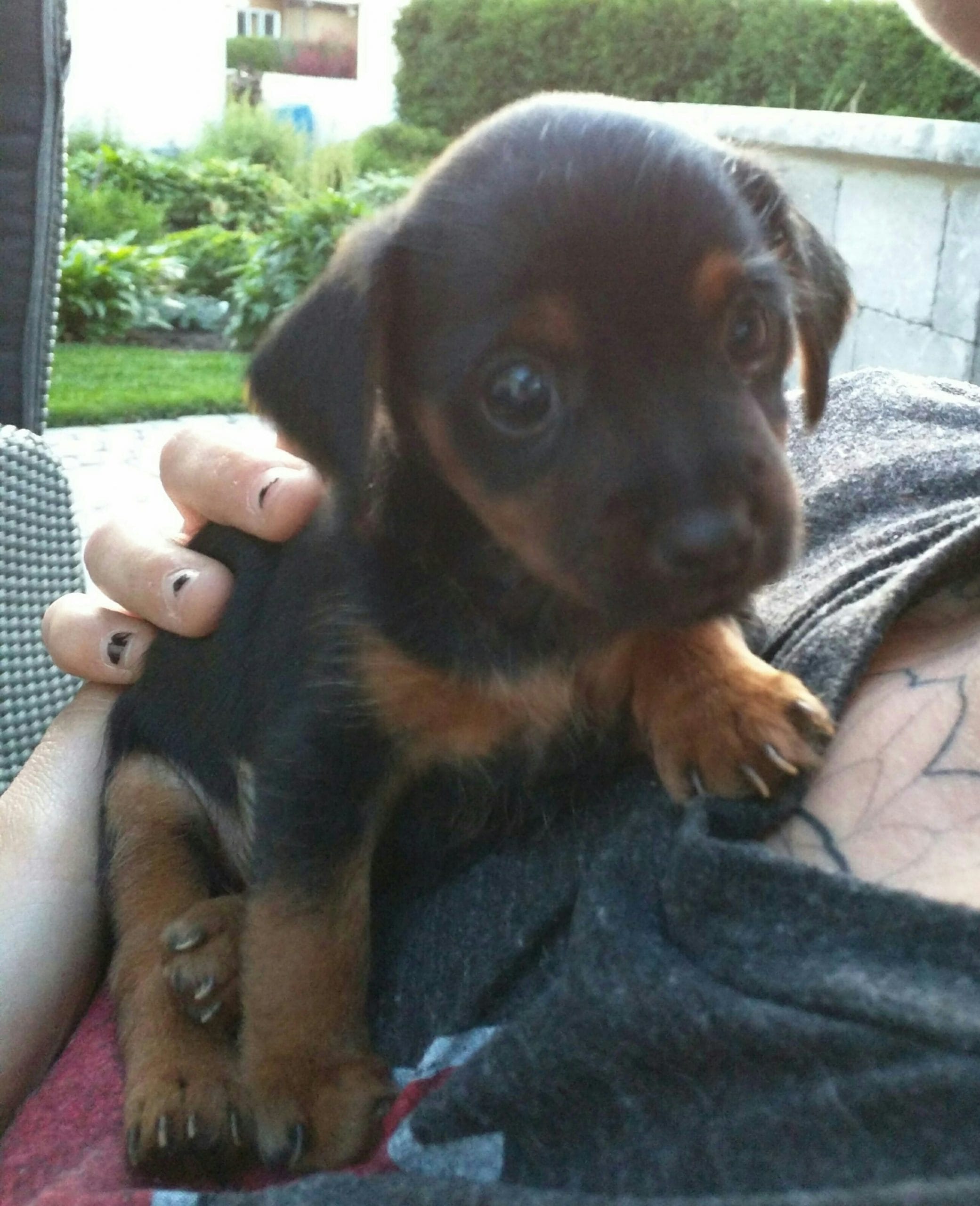 33 Yorkshire Terrier Mixes That Will Melt Your Cold, Unloving Heart