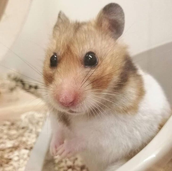 Female Hamster Names – Over 300 Cute Girl Hamster Names - PetPress