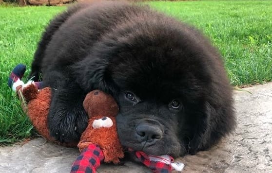 14 Interesting Facts About Newfoundlands - PetPress