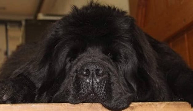 14 Pictures Proving That Newfoundlands are True Human`s Friends - PetPress
