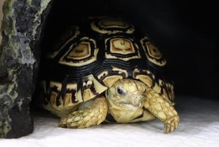 Boy Turtle Names - 140 Great Male Turtle Names - PetPress