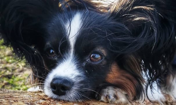 14 Cool And Lovely Papillon Facts - PetPress