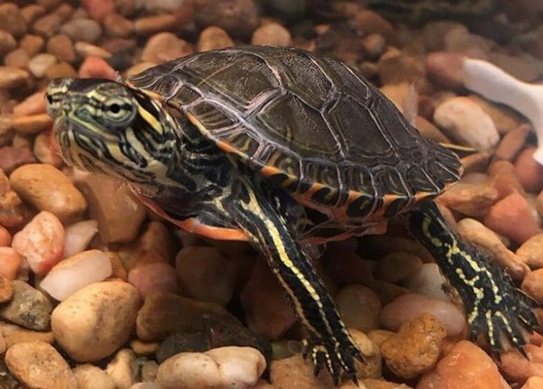 Girl Turtle Names - 170 Great Female Turtle Names - PetPress