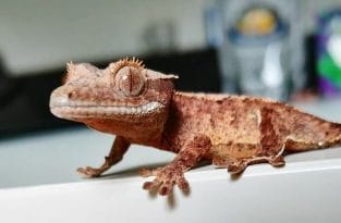 Gecko Names - Over 300 Inspiring Ideas For Naming Your Gecko - PetPress