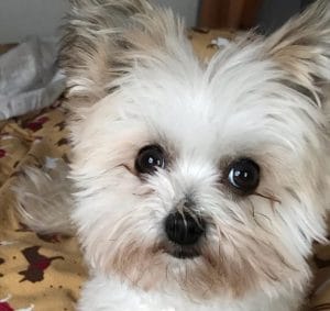 35 Cute Pomeranian Mixes That'll Melt Your Heart - PetPress