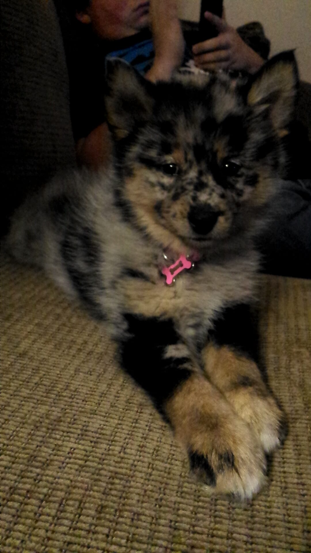 35 Cute Pomeranian Mixes That'll Melt Your Heart - PetPress