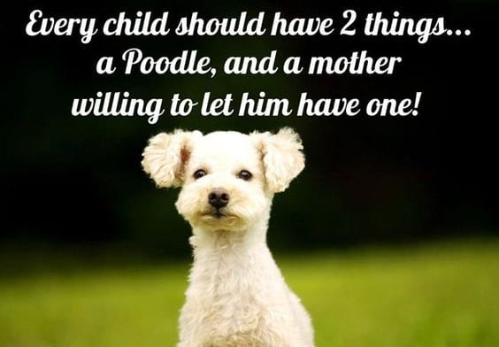 14 Hilarious Poodle Memes That Will Make You Smile - Page 2 of 3 - PetPress