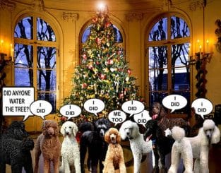 14 Hilarious Poodle Memes That Will Make You Smile - PetPress