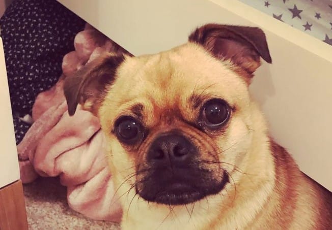 48 Ridiculously Cute Pug Mixes You Have To See To Believe - PetPress