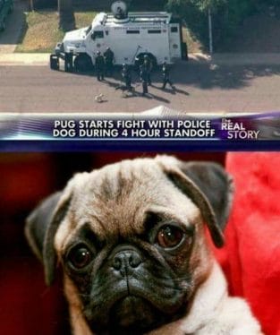 14 Funny Pug Memes That Will Make You Happy! - PetPress