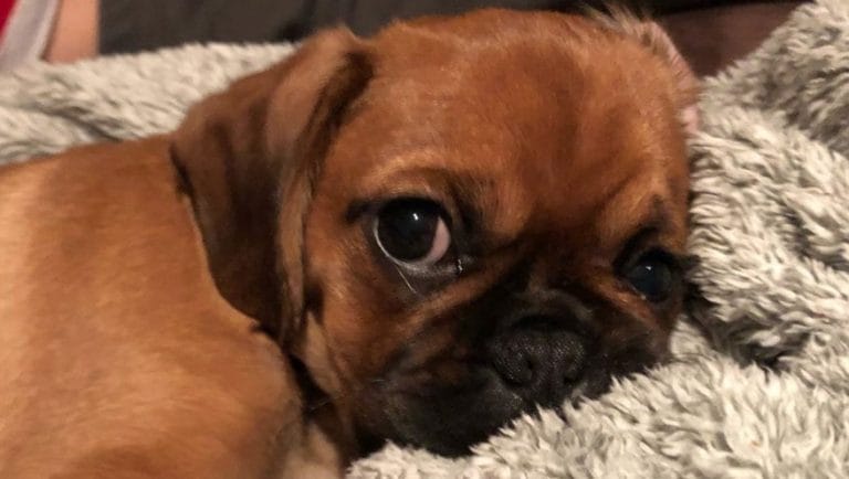 48 Ridiculously Cute Pug Mixes You Have To See To Believe - PetPress