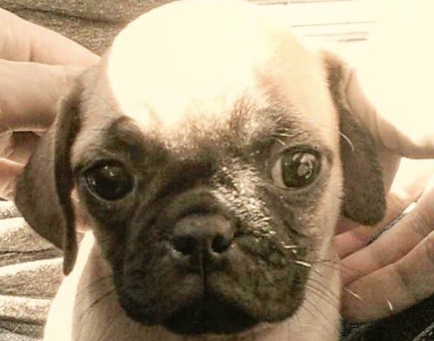 48 Ridiculously Cute Pug Mixes You Have To See To Believe - PetPress