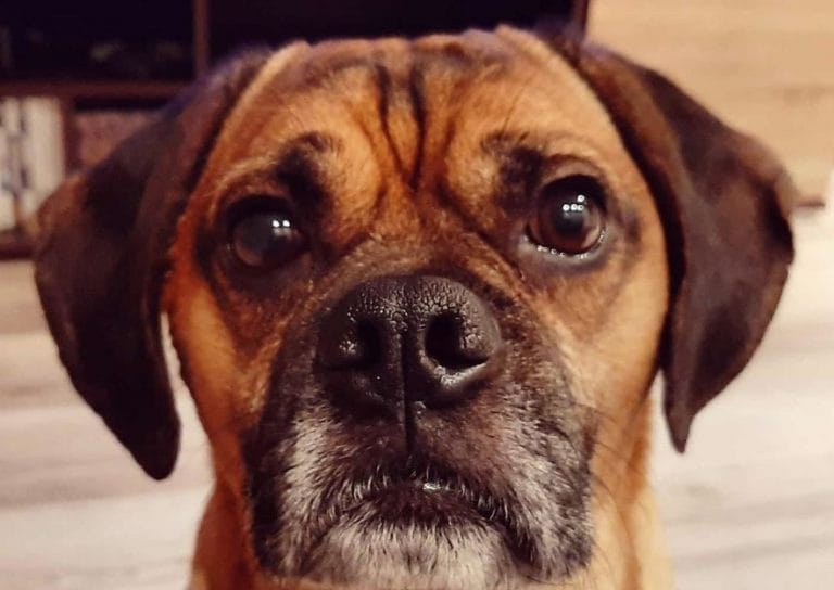 48 Ridiculously Cute Pug Mixes You Have To See To Believe - PetPress