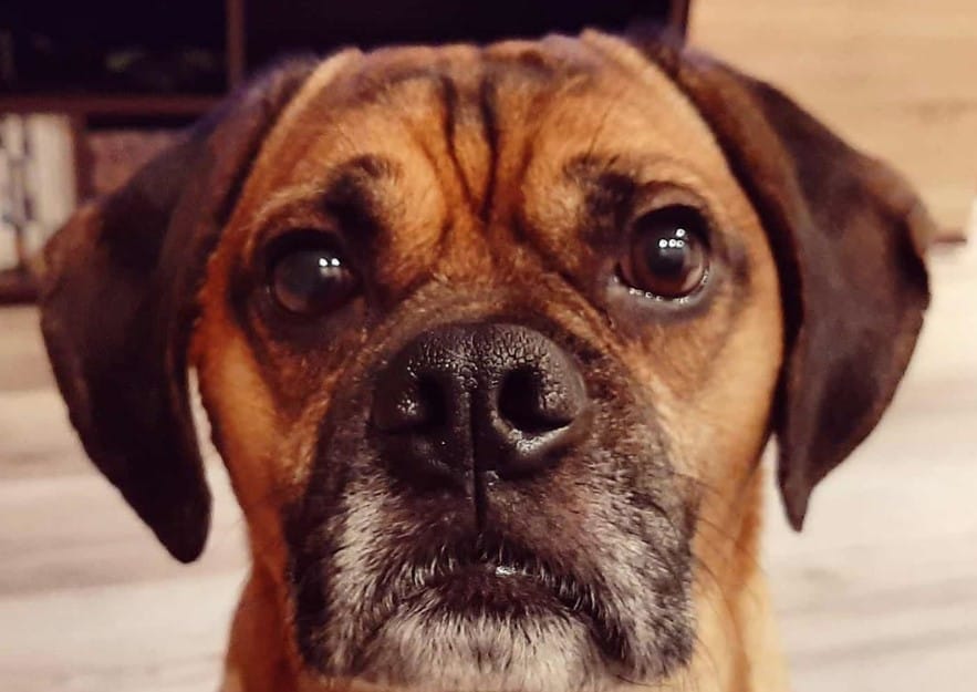 48 Ridiculously Cute Pug Mixes You Have To See To Believe - PetPress