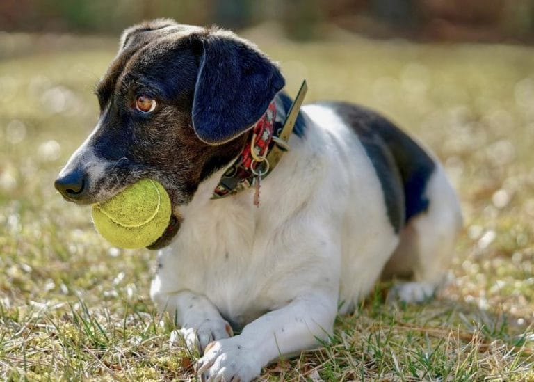 27 Basset Hound Mixes That Will Melt Your Unloving Heart - PetPress