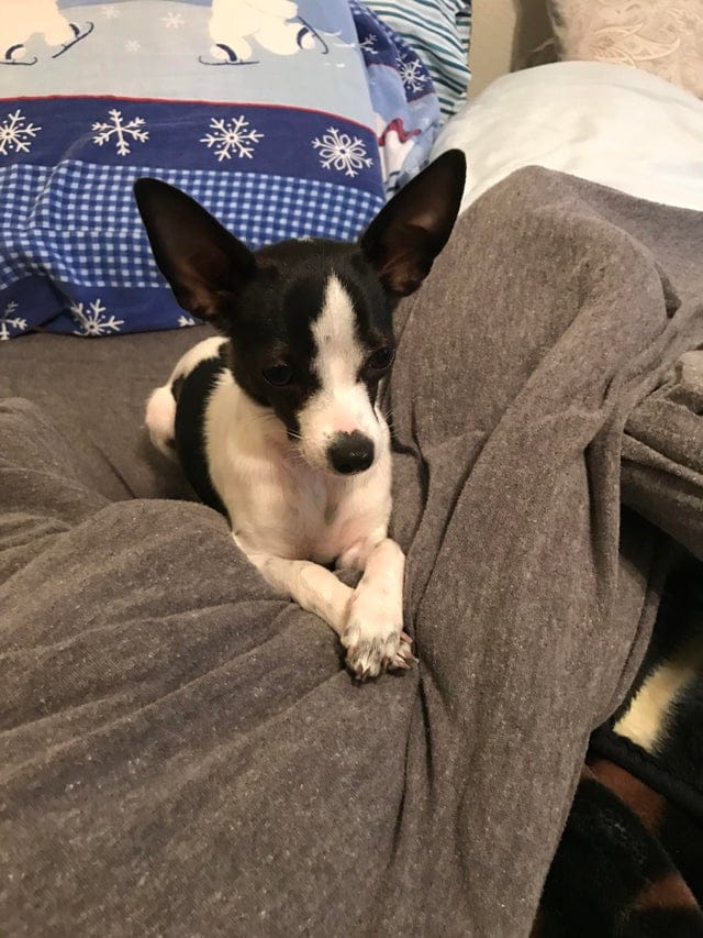 45 Chihuahua Mixes Too Adorable To Be Real - PetPress