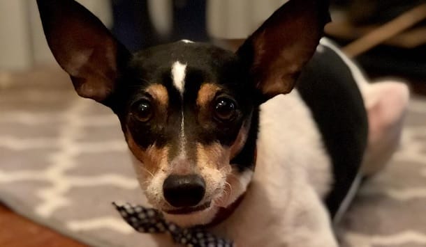 14 Telling Facts About Rat Terriers - PetPress