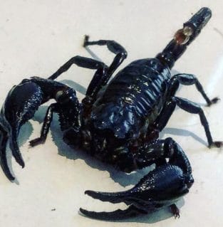 Top 150 Names Scorpions Names - Best Ways To Name Your Pet Scorpion ...