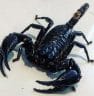 Top 150 Names Scorpions Names - Best Ways To Name Your Pet Scorpion ...