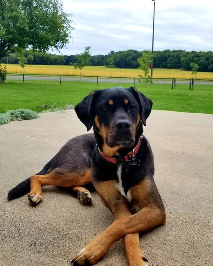 33 Beagle Mixed Breeds: List of Beagle Mix Breed Dogs - PetPress