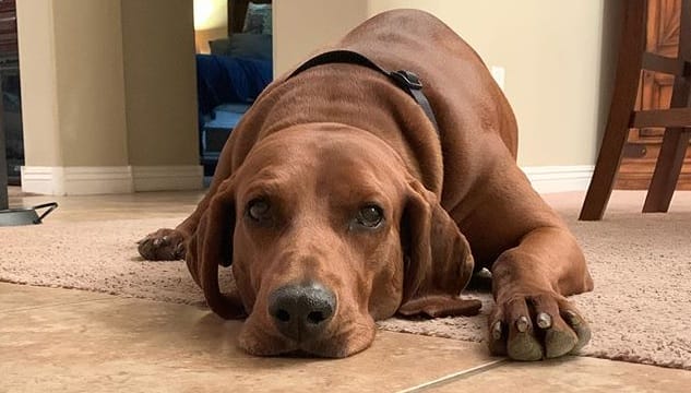 14 Things You Didn’t Know About the Redbone Coonhound - PetPress