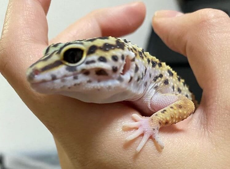 Gecko Names - Over 300 Inspiring Ideas For Naming Your Gecko - PetPress