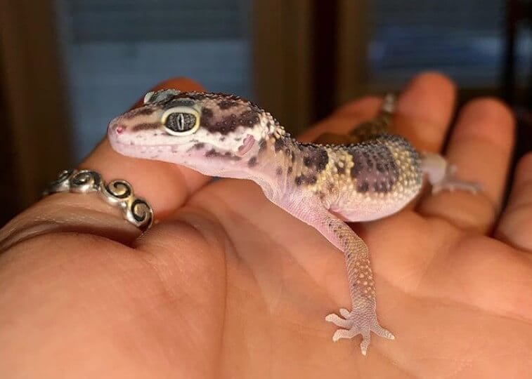 Gecko Names - Over 300 Inspiring Ideas For Naming Your Gecko - PetPress
