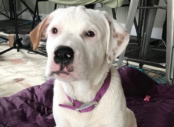 7 Bull Terrier Mixes That Will Make You Scream "I WANT ONE"