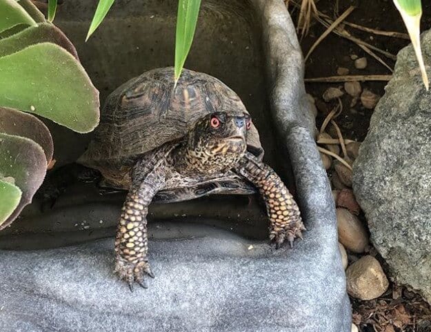 200+ Cute Names for Your Pet Turtle - PetPress