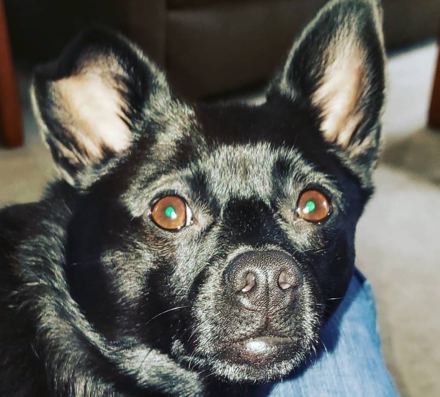 45 Chihuahua Mixes Too Adorable To Be Real - PetPress