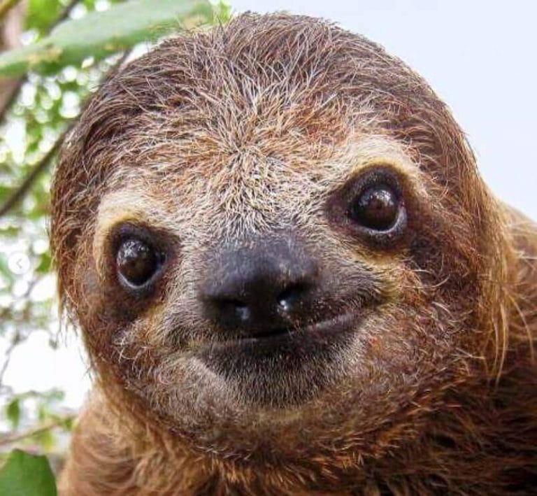 200+ Pet Sloth Names (Cute, Funny, Male, and Female Names)