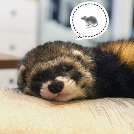 15 Tips For Budding Ferret Owners - PetPress