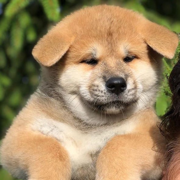 14 Features And Characteristics Of Akita Inu Puppies - PetPress