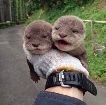 14 Pros And Cons Of The Otter At Home That You Should Know