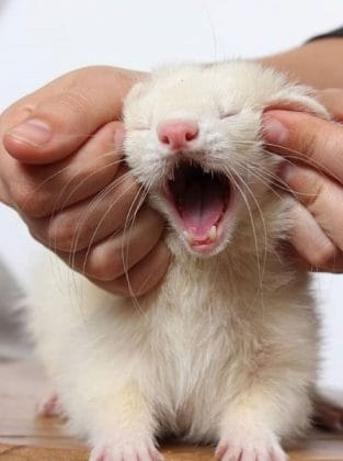 14 Adorable Pictures of Ferrets That Will Brighten Up Your Day - PetPress
