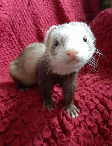 14 Adorable Pictures of Ferrets That Will Brighten Up Your Day - PetPress