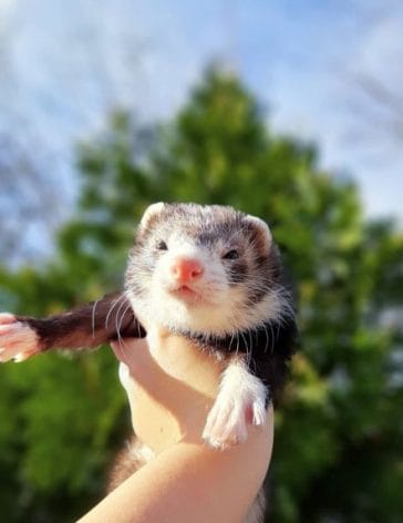 15 Tips For Budding Ferret Owners - Page 2 of 3 - PetPress