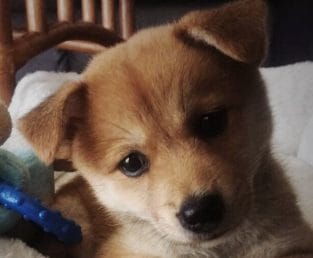 45 Chihuahua Mixes Too Adorable To Be Real - PetPress