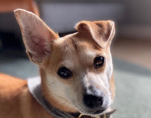 26 Corgi Mixes: Magical Mutts Who'll Steal Your Heart! - PetPress