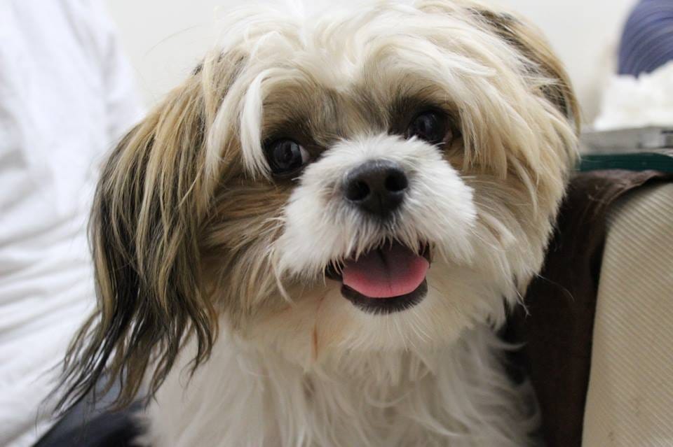 45 Chihuahua Mixes Too Adorable To Be Real - PetPress