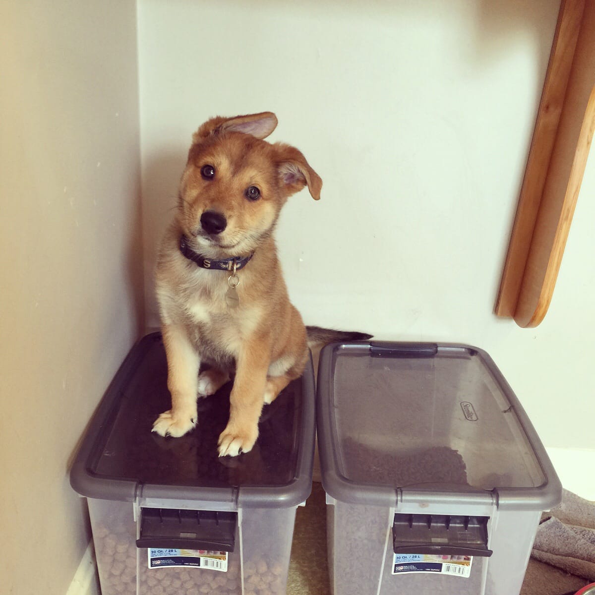 38 Awesome German Shepherd Mixes You Need To Feast Your Eyes On - PetPress