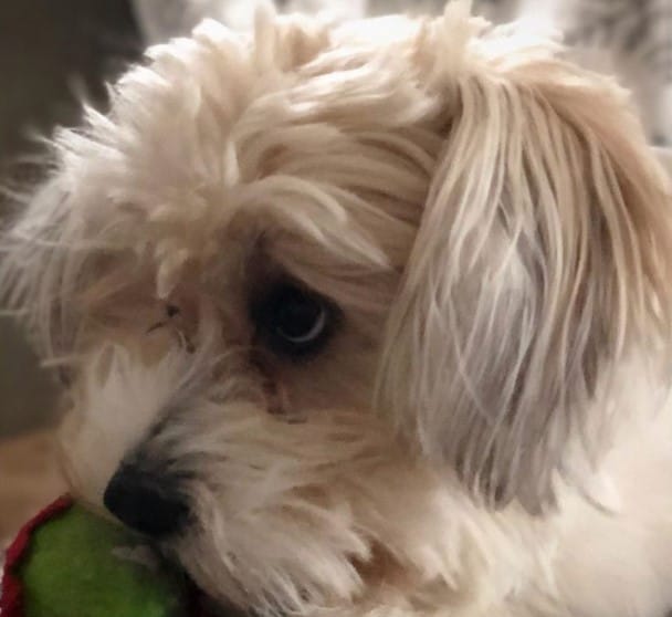 26 Corgi Mixes: Magical Mutts Who'll Steal Your Heart! - PetPress